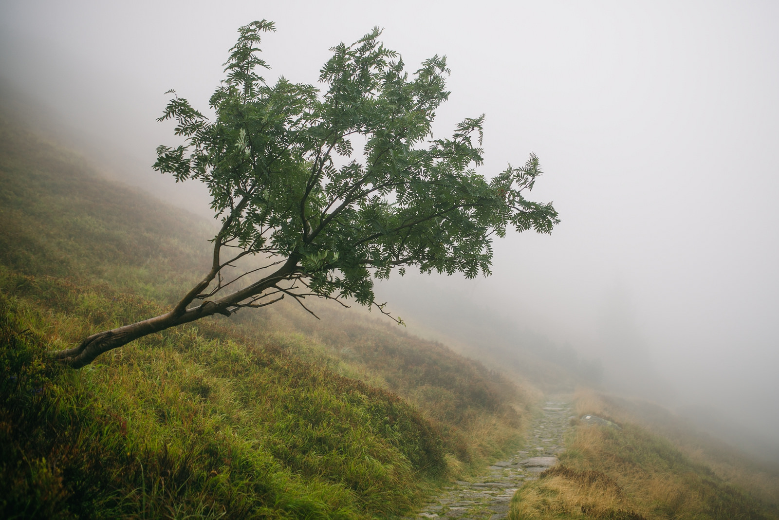 Winter Wonderland! – The Wandering Path